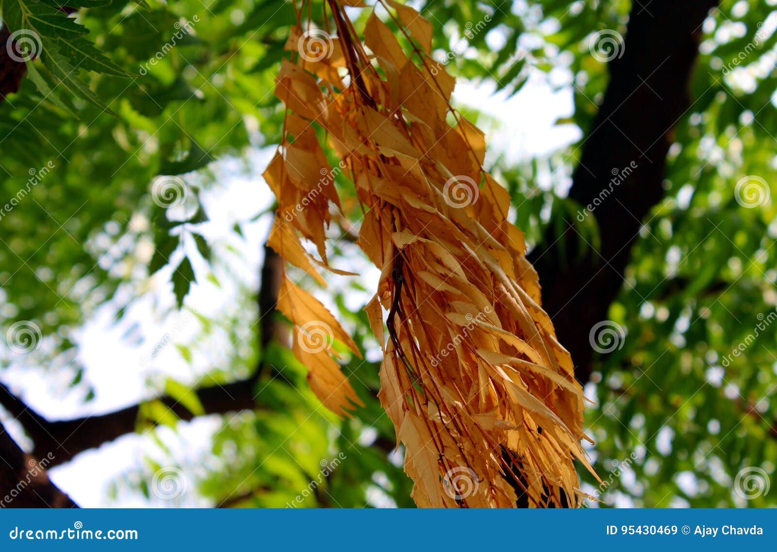 223 Neem Dry Leaves Stock Photos - Free & Royalty-Free Stock Photos ...