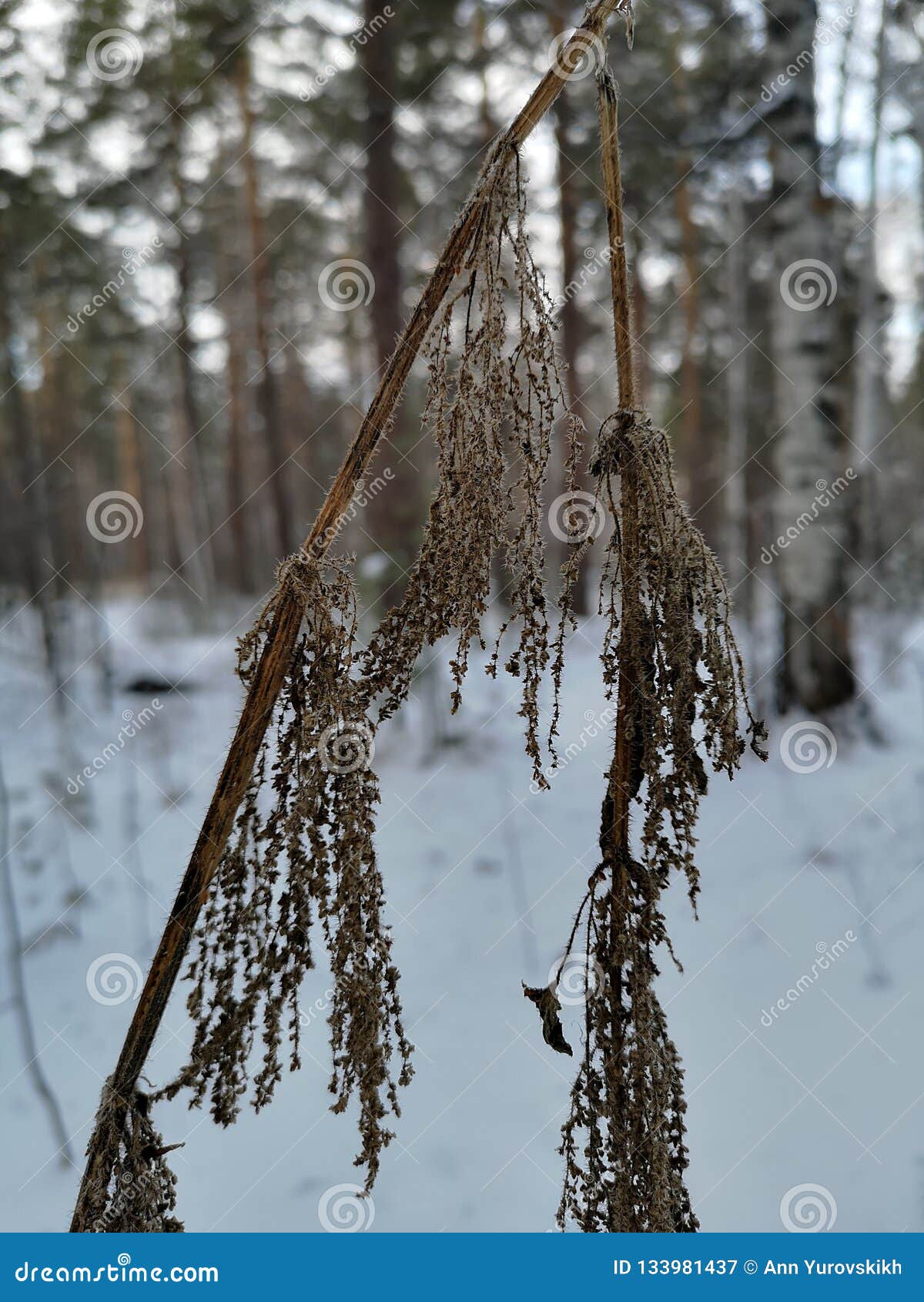 Dry nettle stock image. Image of nettle, broken, brown - 133981437