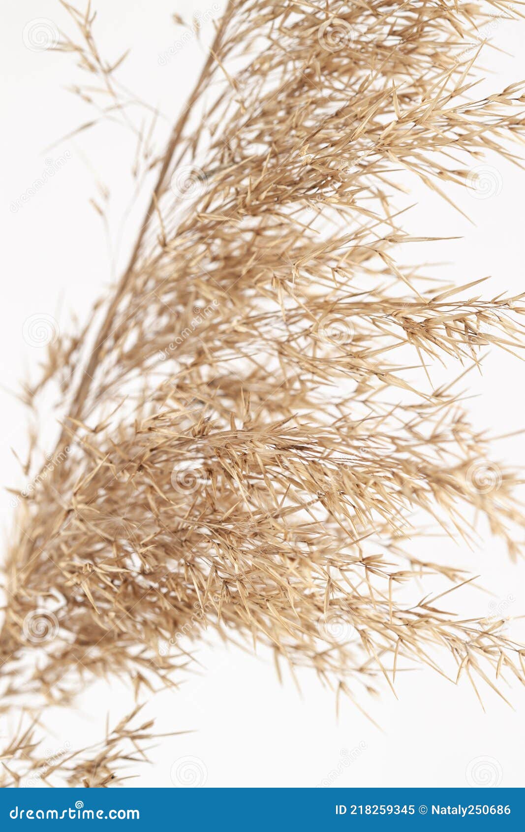 Dry Neutral Color Rush Flowers with Light Background Vertical Stock ...