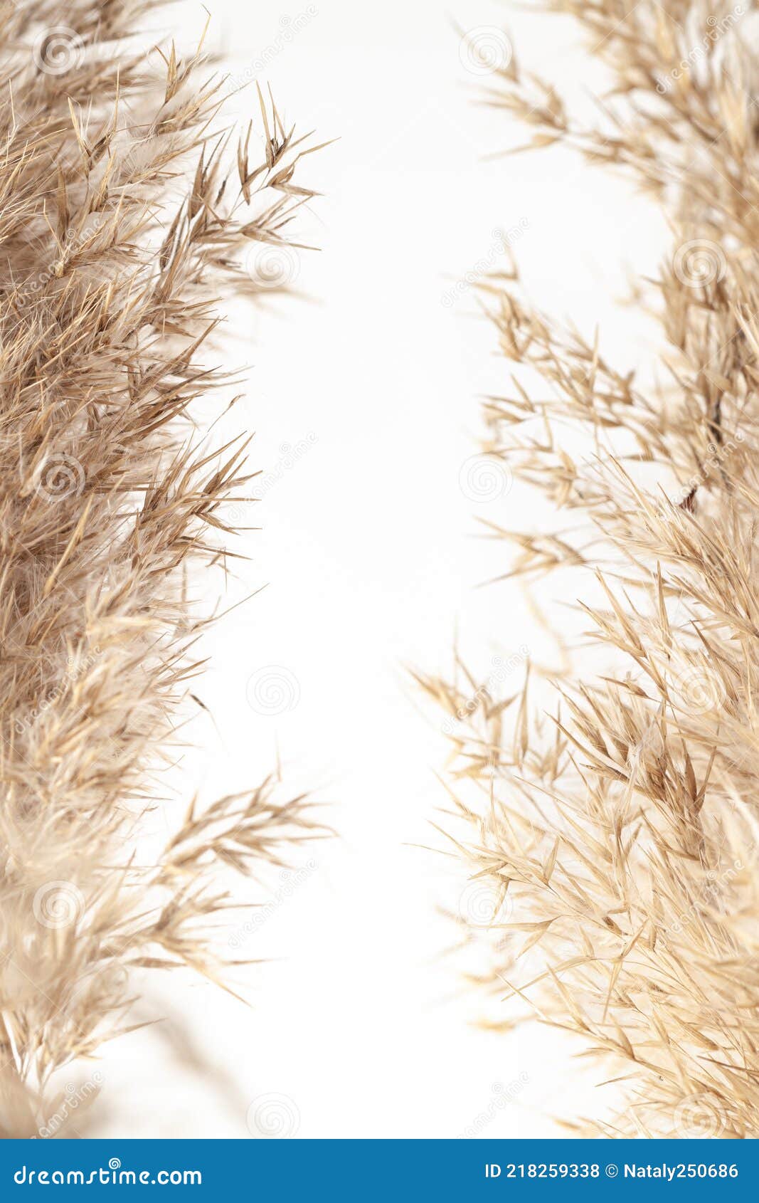 Dry Neutral Color Two Elegant Rush Flowers Branches with Light ...