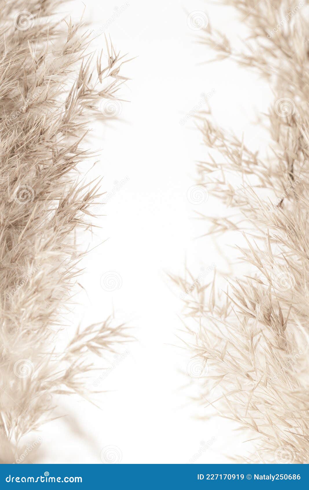 Dry Soft Mist Effect Beige Romantic Cane Reed Rush On Light Background ...