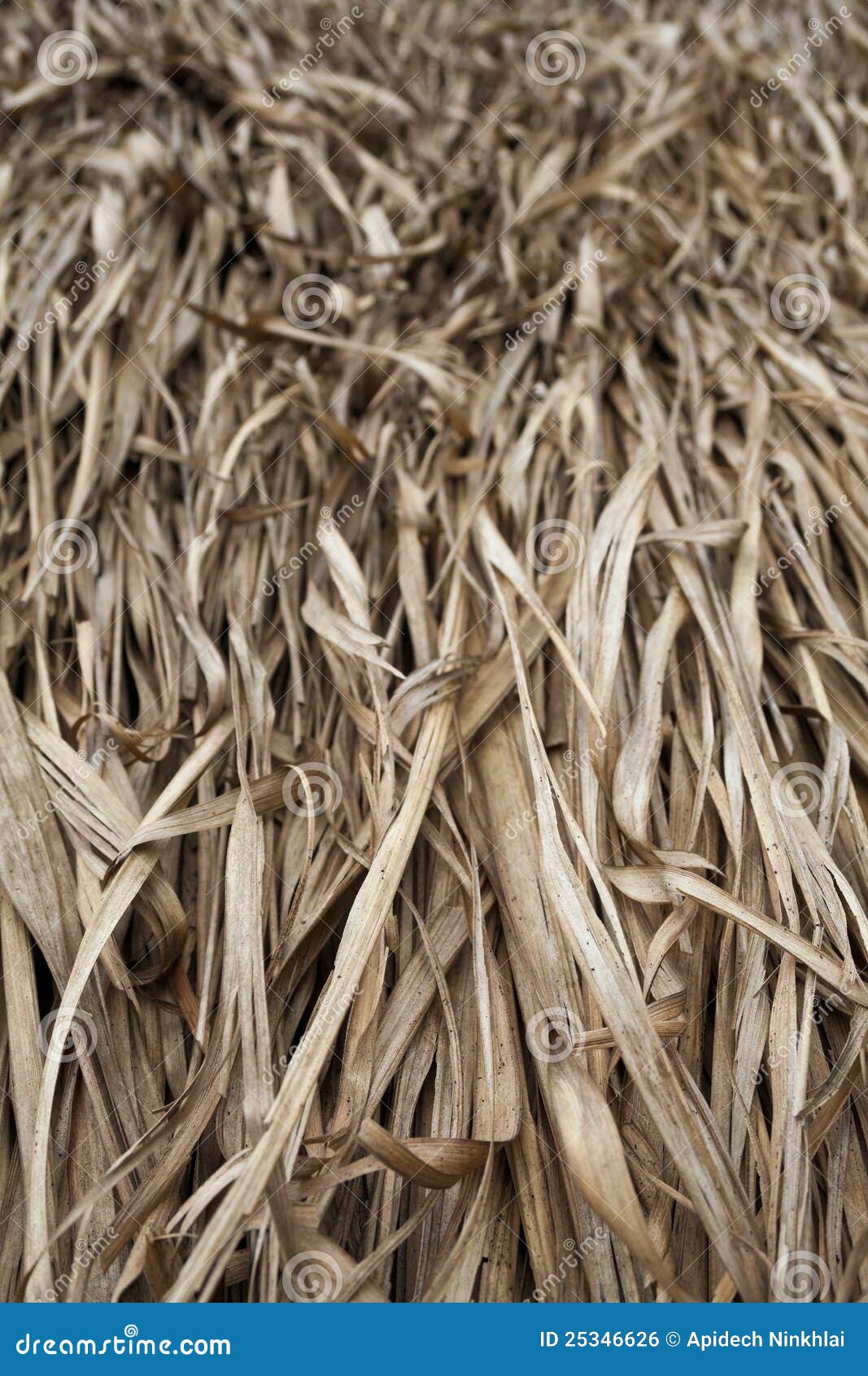 Pattern Of Nipa Palm Royalty-Free Stock Photography | CartoonDealer.com ...