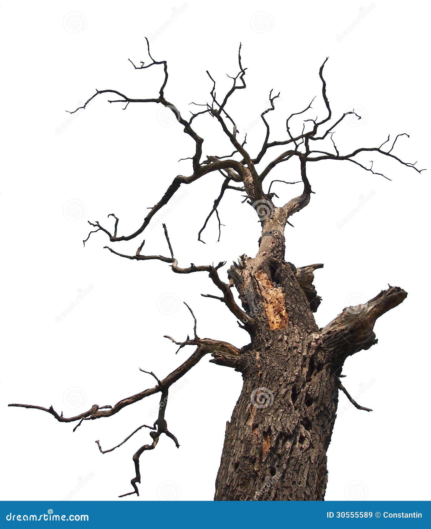 Dry oak stock image. Image of arid, desolate, black, dying - 30555589