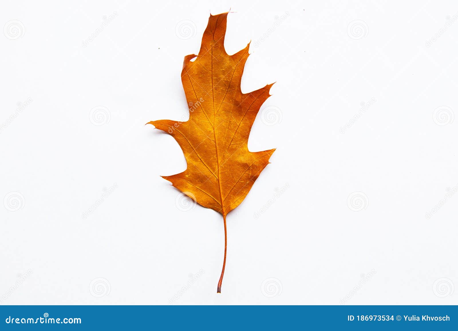 Dry oak leaf stock photo. Image of colorful, texture - 186973534