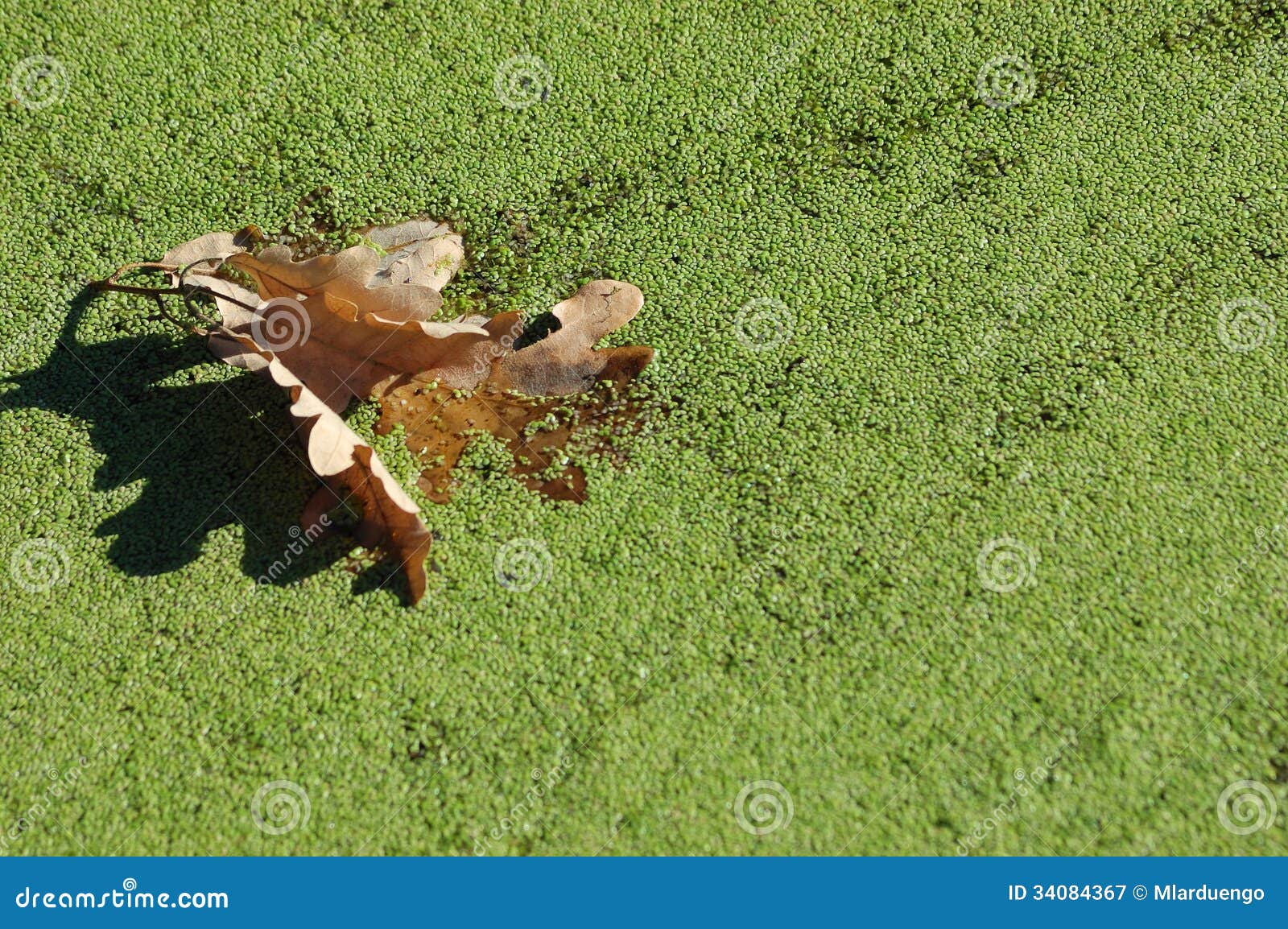 Dry oak leaf stock image. Image of water, autumn, duckweed - 34084367