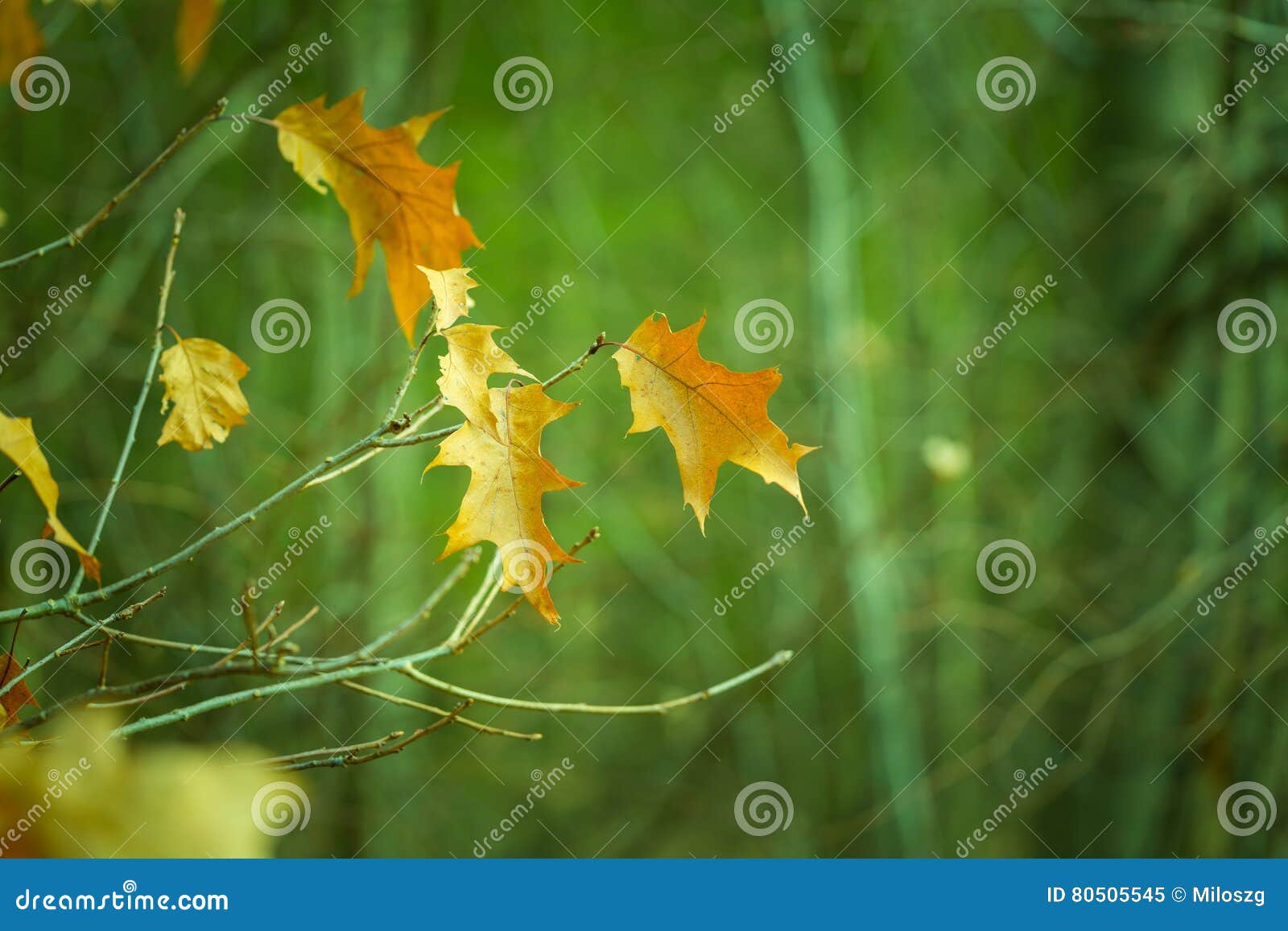 Dry oak leaves in autumn stock image. Image of botany - 80505545