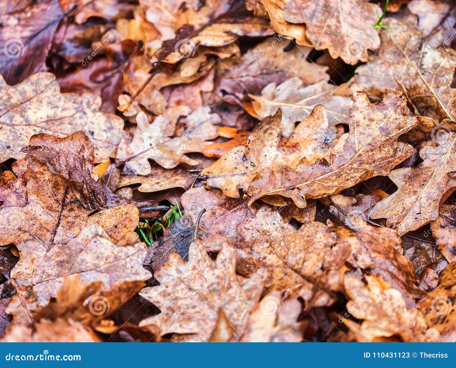 Dry oak leaves stock image. Image of defoliation, faded - 110431123