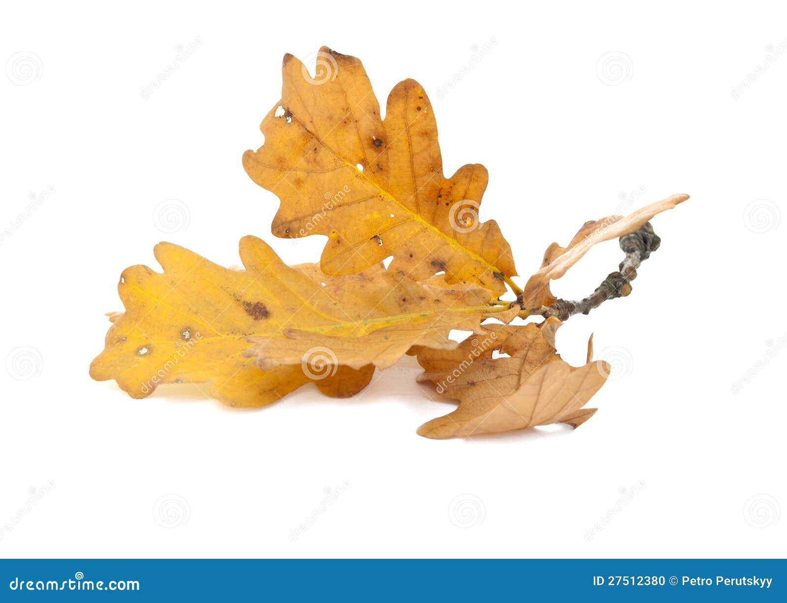 Dry oak leaves isolated stock photo. Image of tree, isolated - 27512380