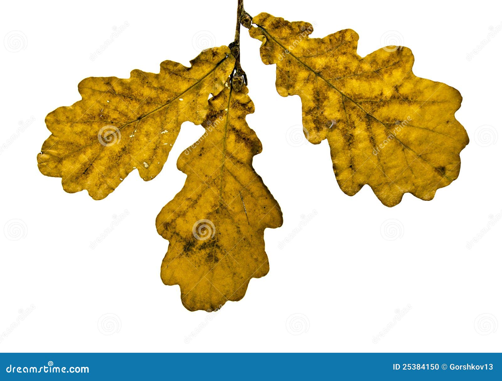 Dry Oak Leaves Isolated on White Stock Photo - Image of white, plant ...