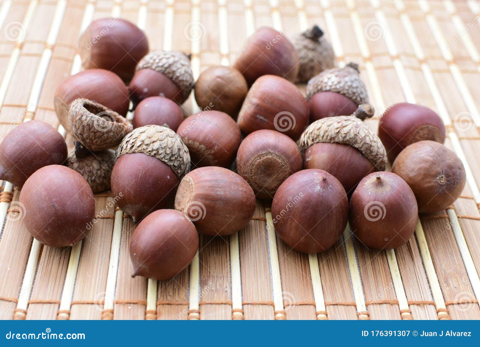Dry oak seeds stock image. Image of autumn, seasonal - 176391307