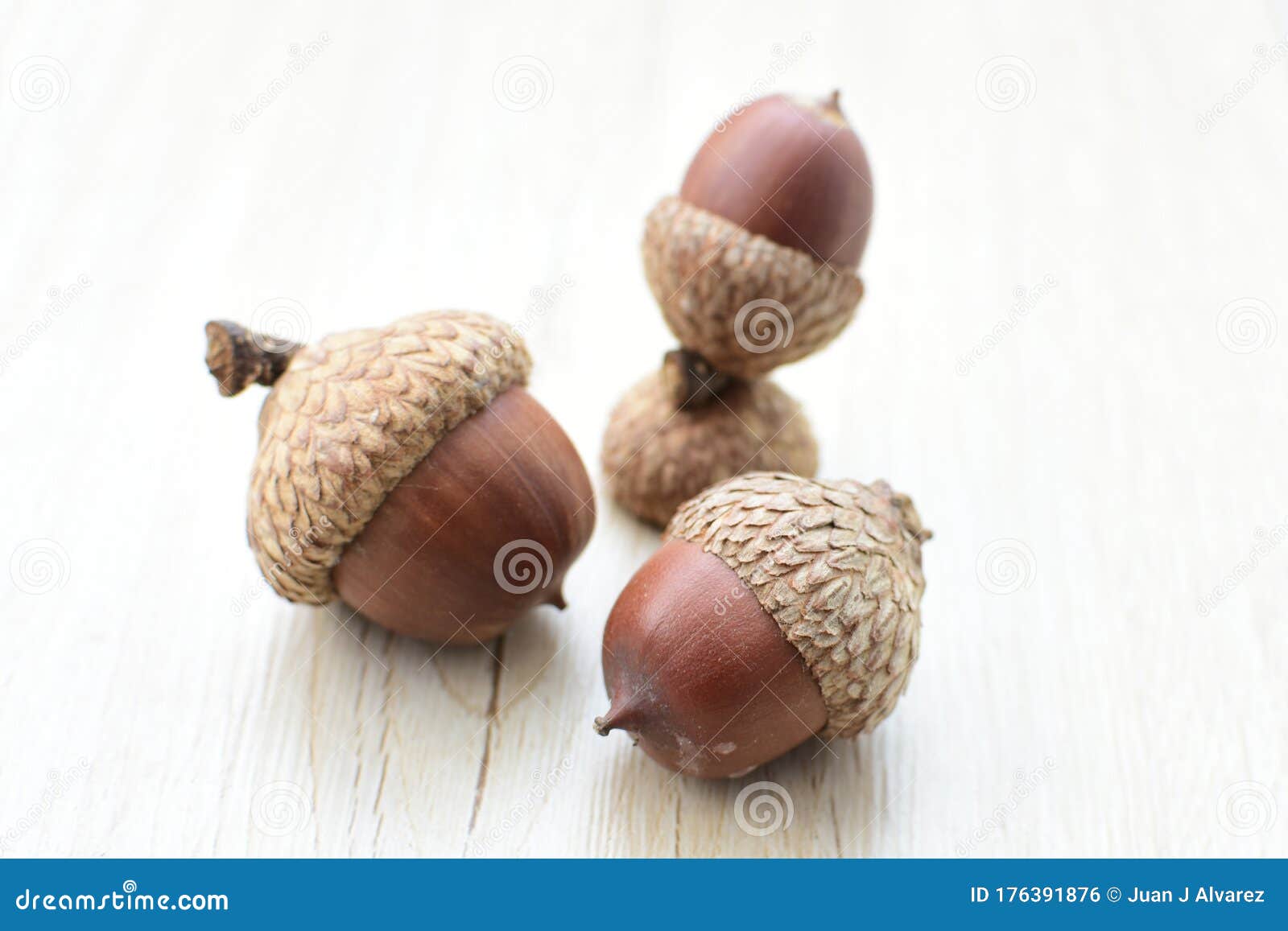 Dry oak seeds stock photo. Image of november, season - 176391876