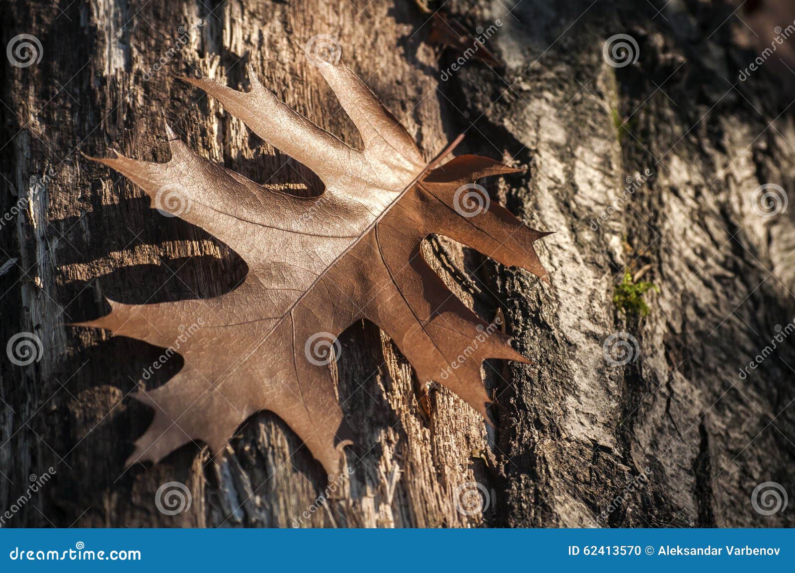 Dry oak tree leaf stock photo. Image of tree, surface - 62413570