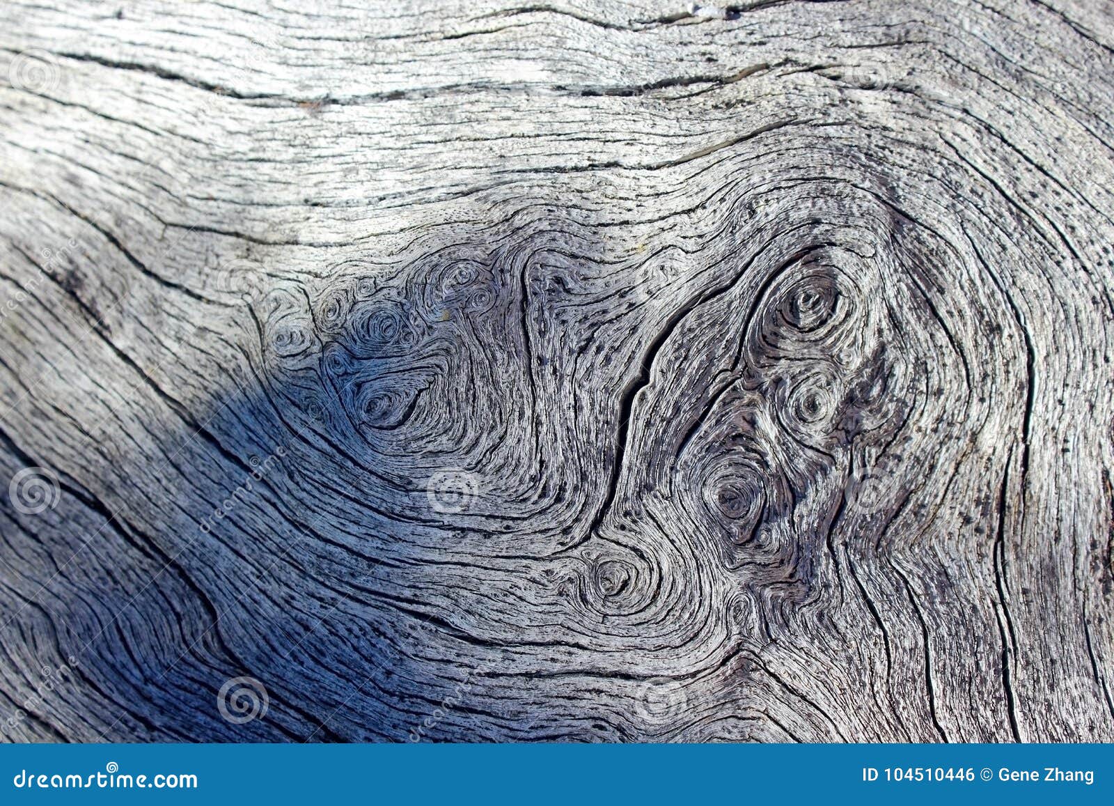 Dry Oak Tree Stem Texture Background Stock Photo - Image of black, lake ...