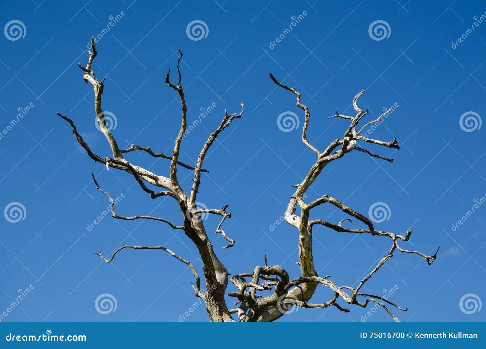 Dry oak tree stock photo. Image of ancient, bare, trunk - 75016700