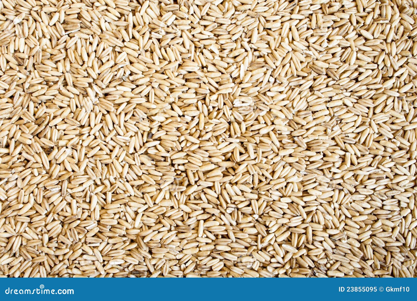 Dry oats seed stock image. Image of fiber, flax, healthy - 23855095