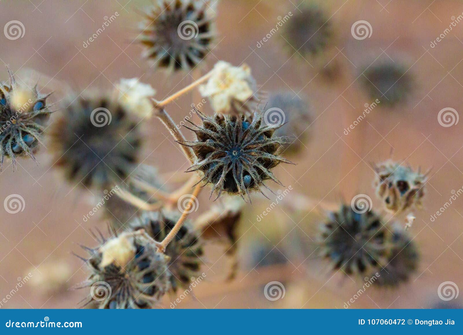 A dry octagonal seed stock photo. Image of ingredient - 107060472