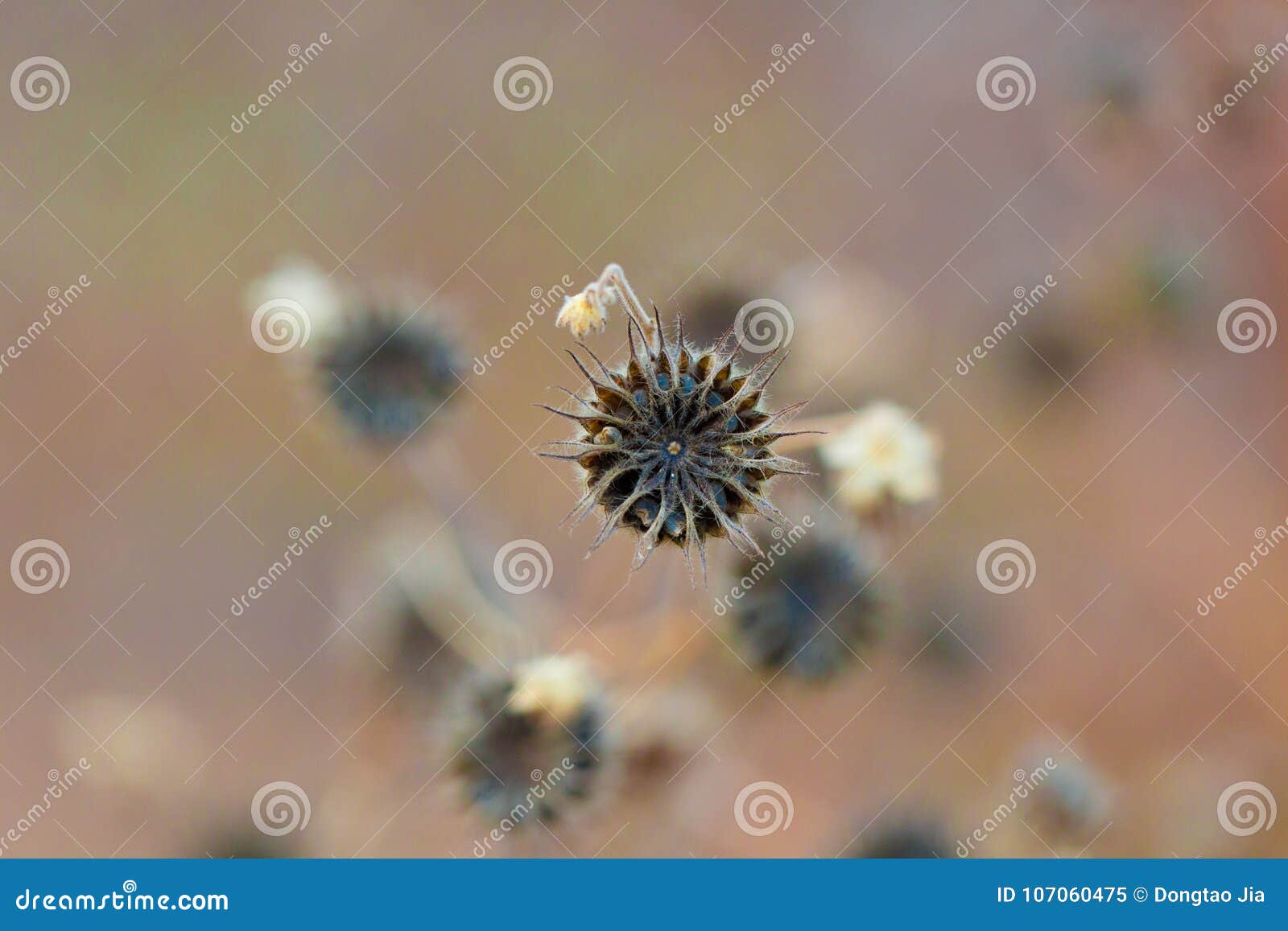 A dry octagonal seed stock image. Image of circle, circles - 107060475