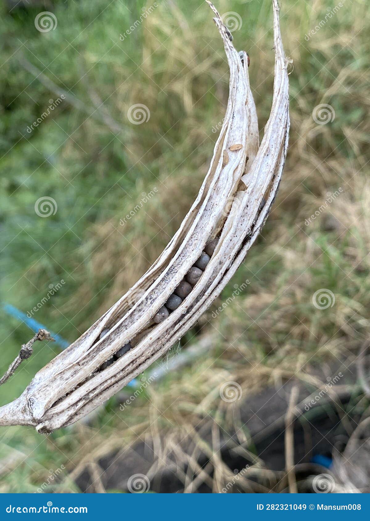 Dry Okra Seeds in Nature Garden Stock Image - Image of beautiful ...