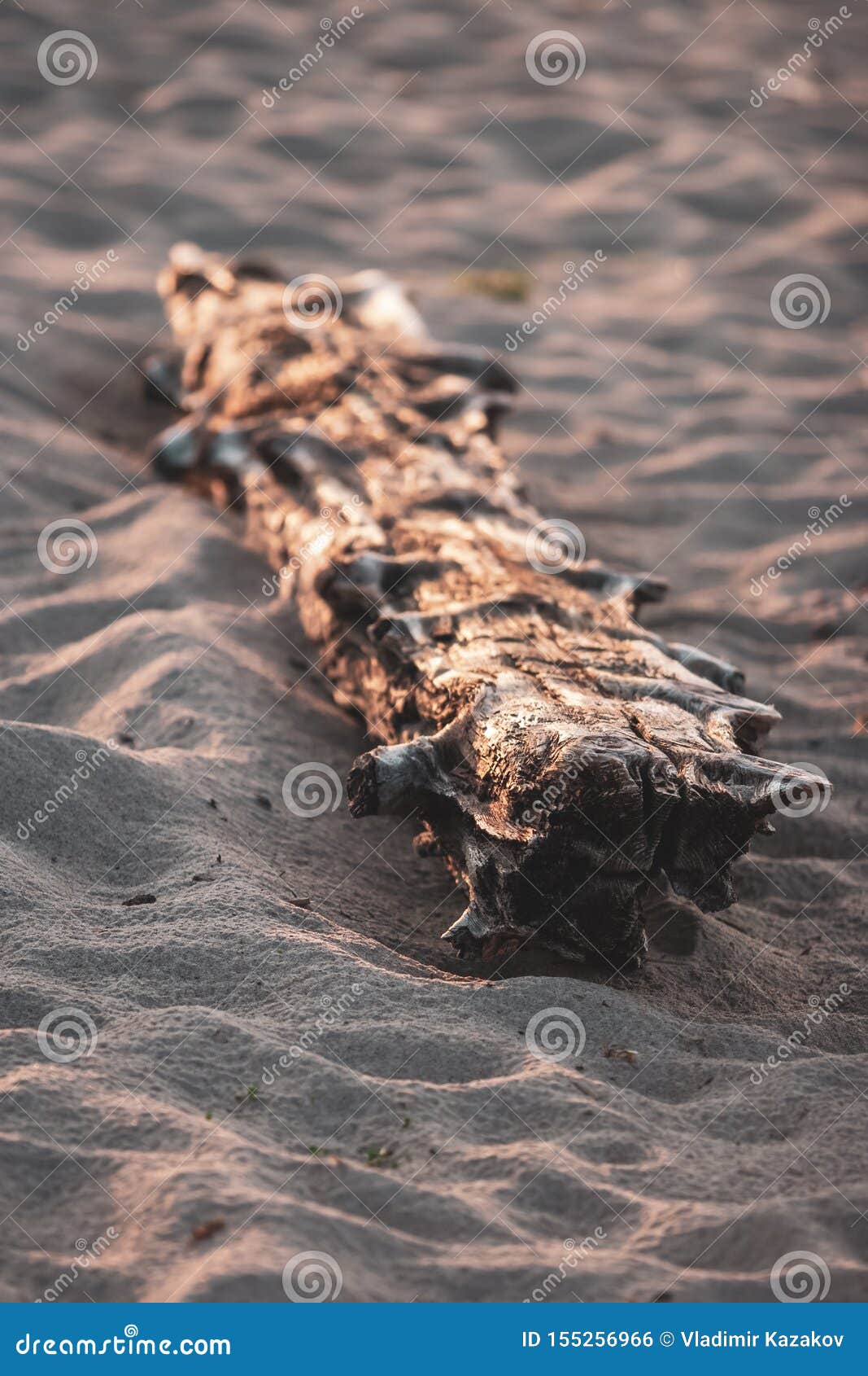 A Dry Old Log Lies in the Sand. Stock Photo - Image of calm, logs ...