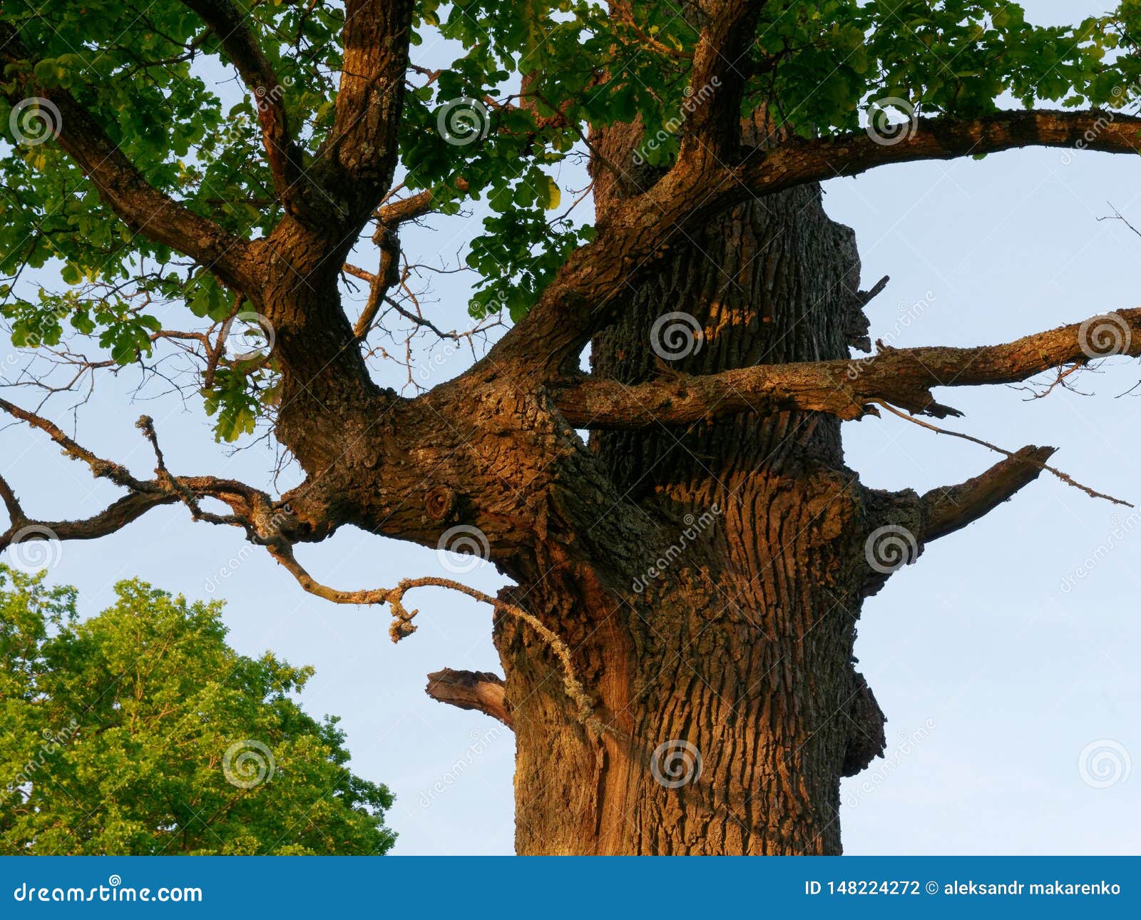 Dry Old Oak Tree in the Rays of the Evening Sun Stock Photo - Image of ...