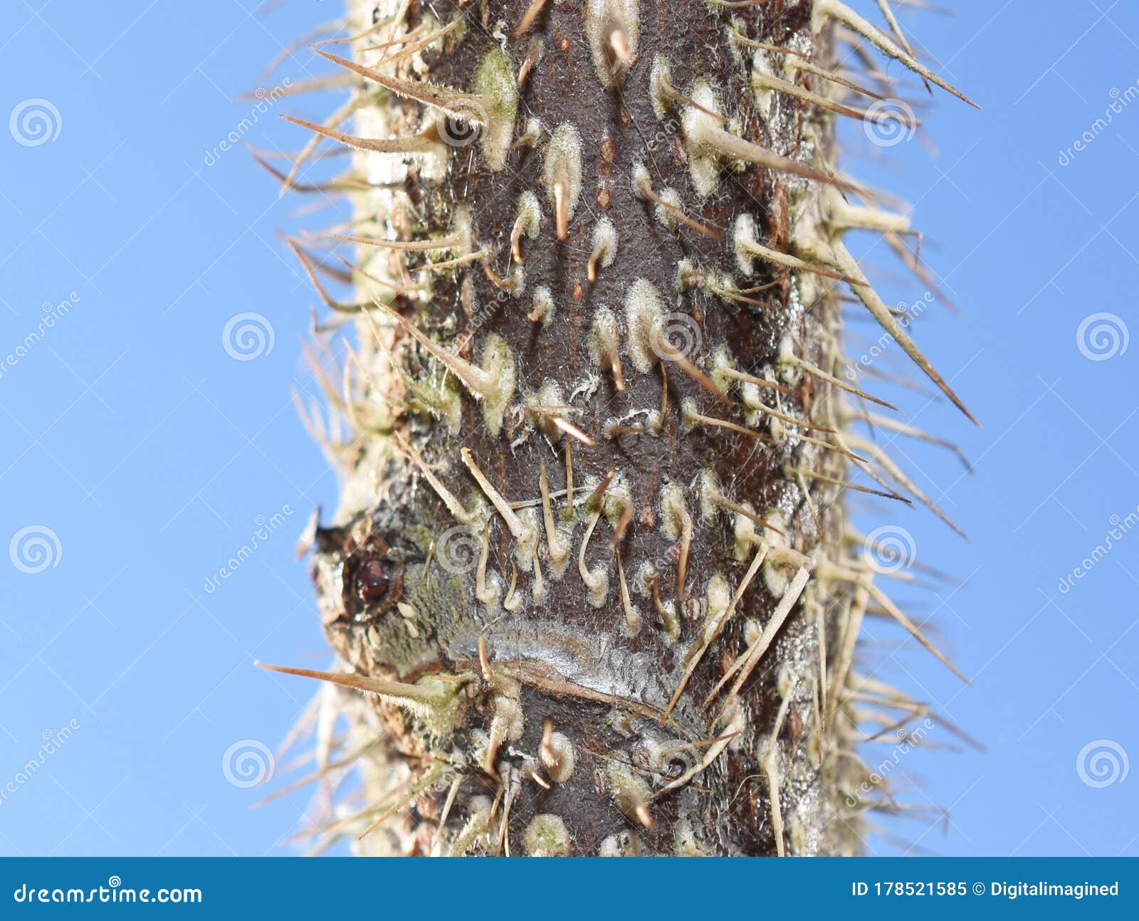 Sharp Thorns on Old Dead Rose Stem Stock Image - Image of nature, sting ...