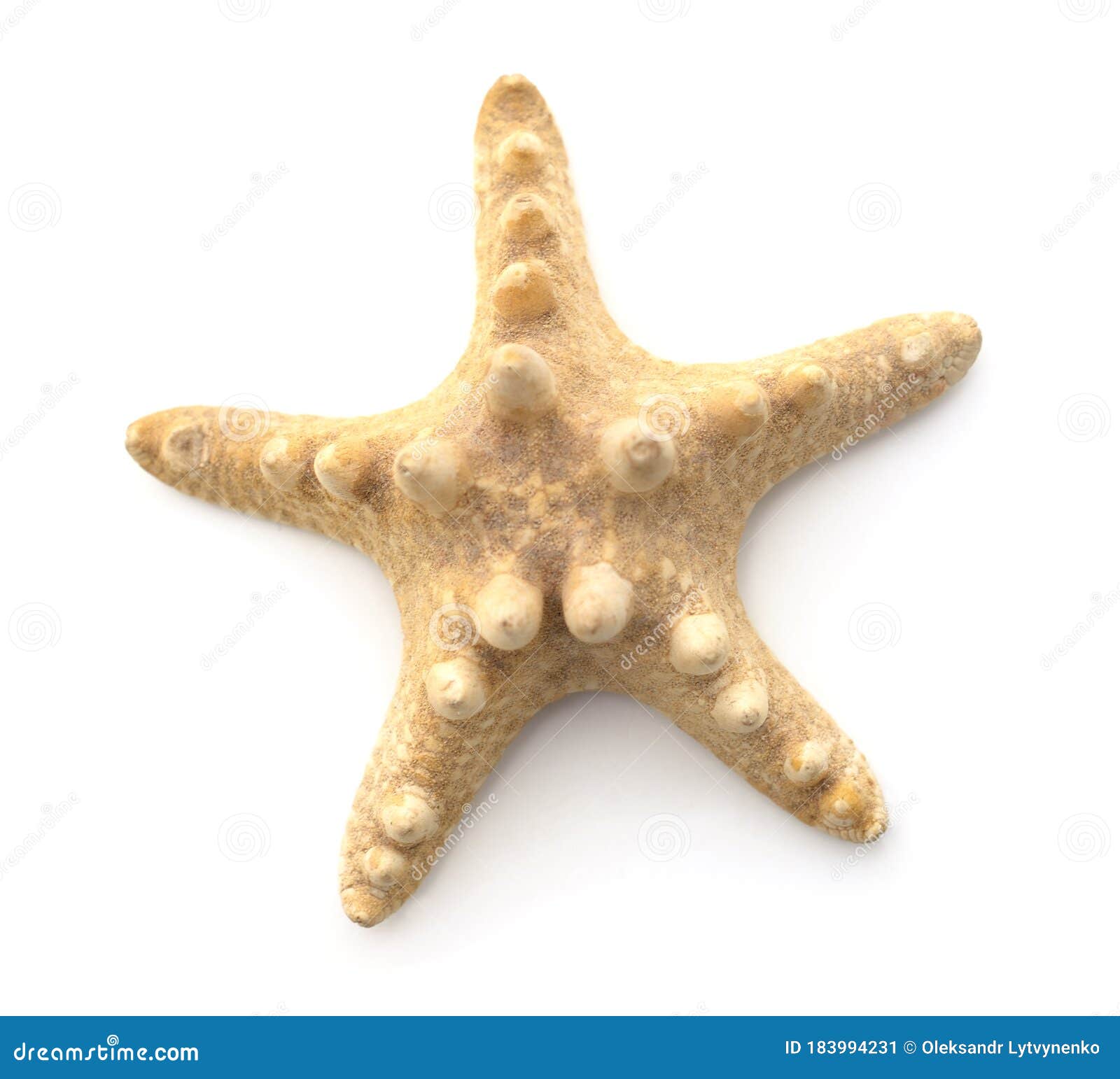 Dry old starfish stock image. Image of water, white - 183994231