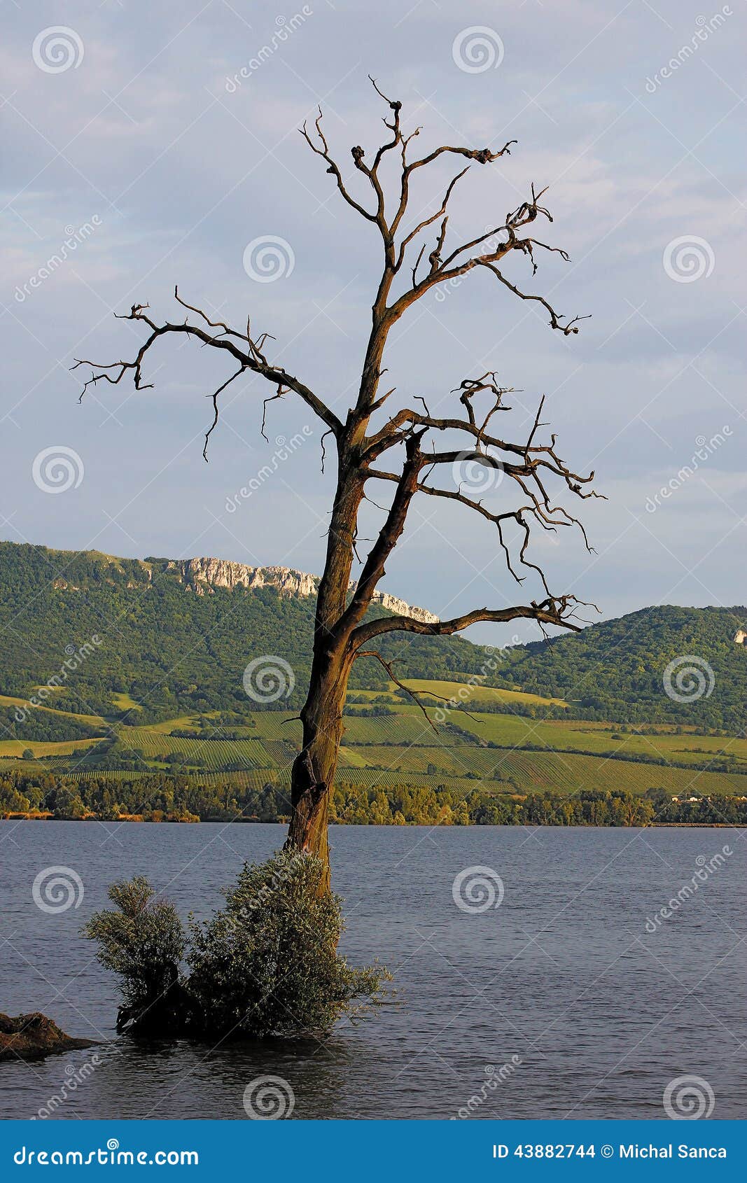 Dry Old Tree Alone in the Lake Stock Photo - Image of rock, rest: 43882744