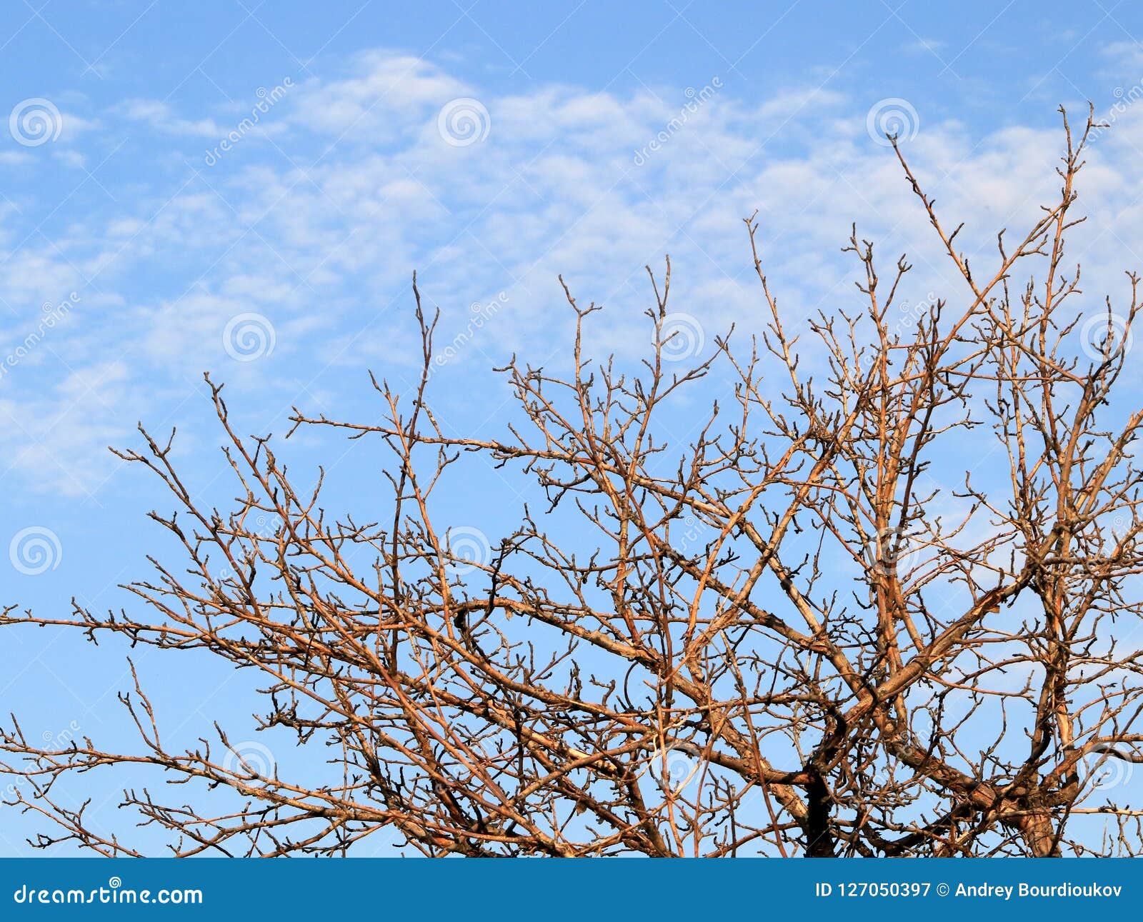 Dry old tree branches stock image. Image of decoration - 127050397
