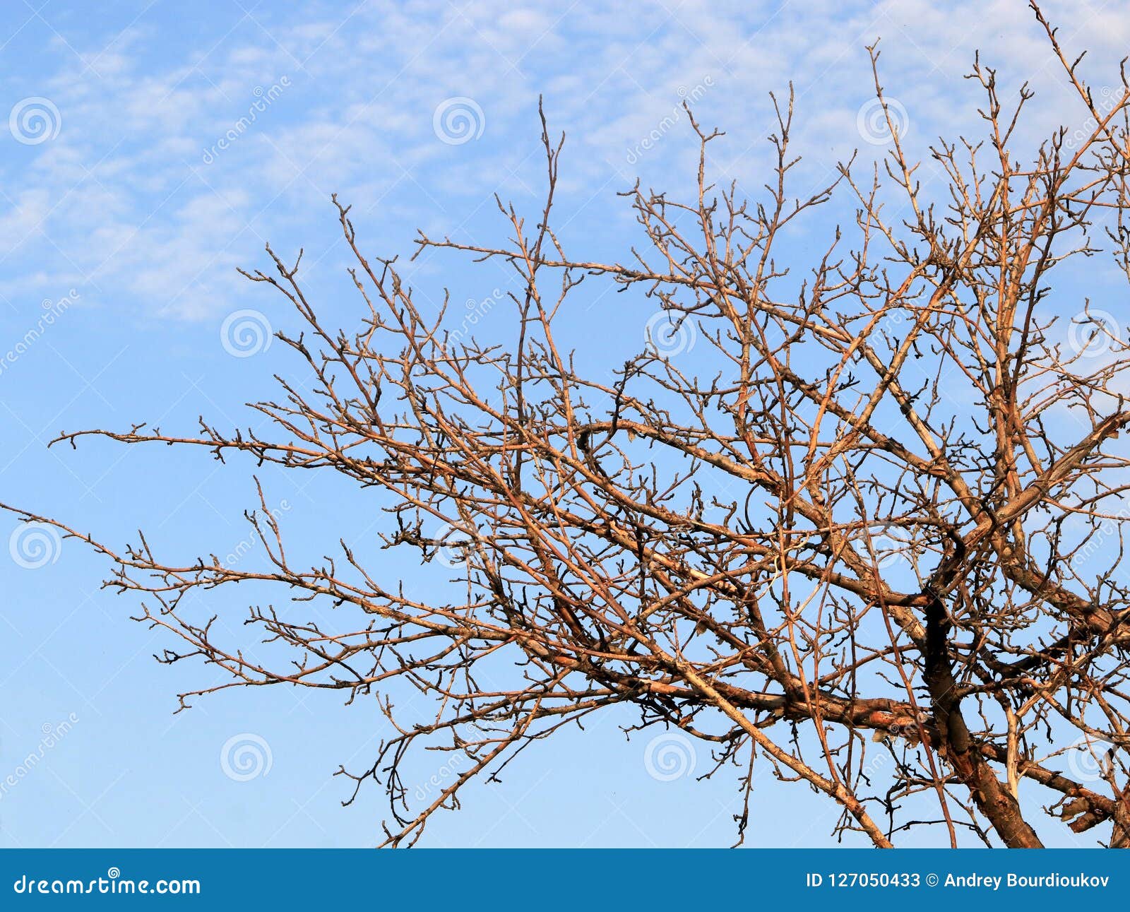 Dry old tree branches stock image. Image of background - 127050433