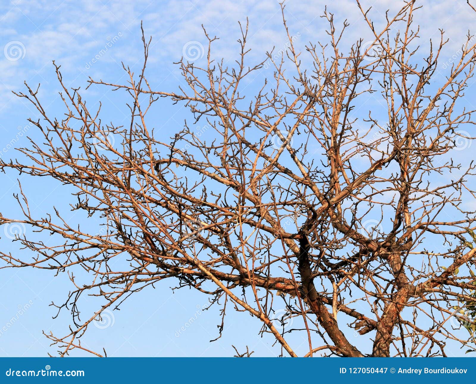 Dry old tree branches stock image. Image of frame, abstract - 127050447