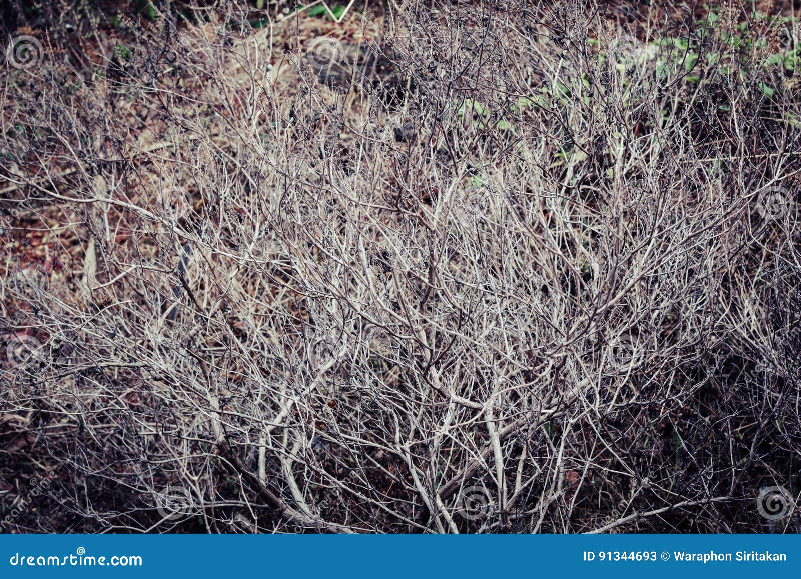 Dry Old Tree Branches, Vintage Background Texture. Stock Image - Image ...