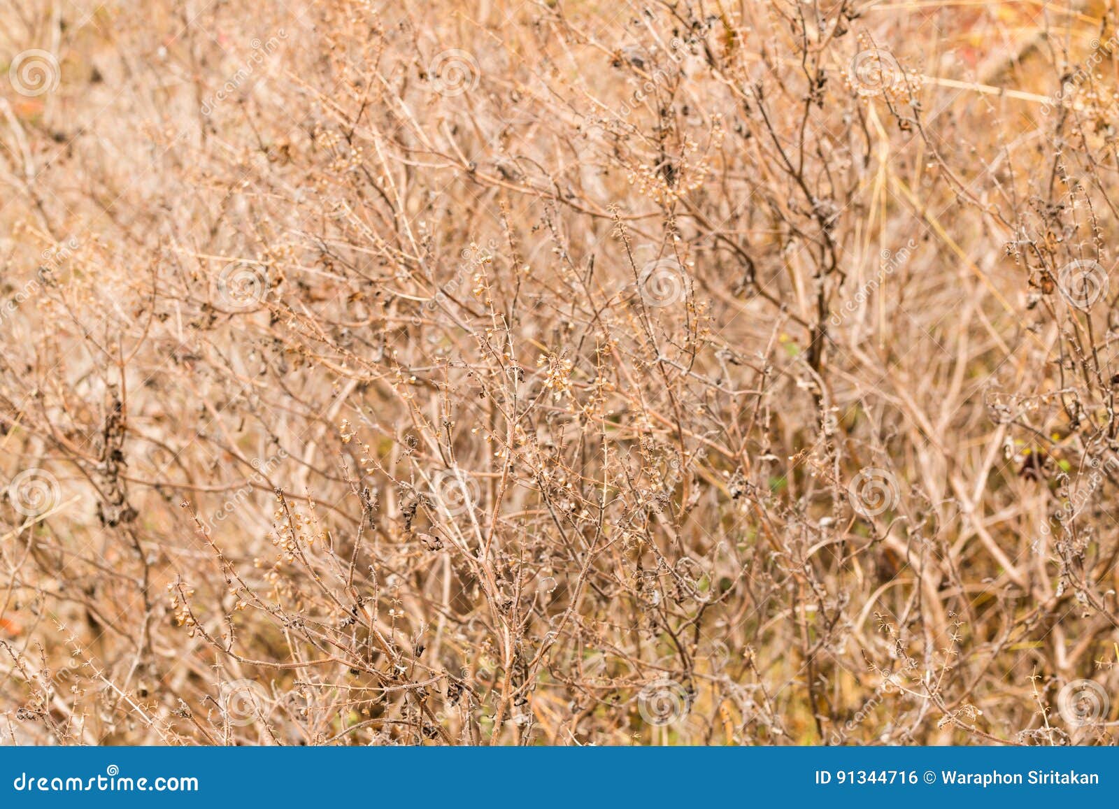 Dry Old Tree Branches, Vintage Background Texture. Stock Photo - Image ...