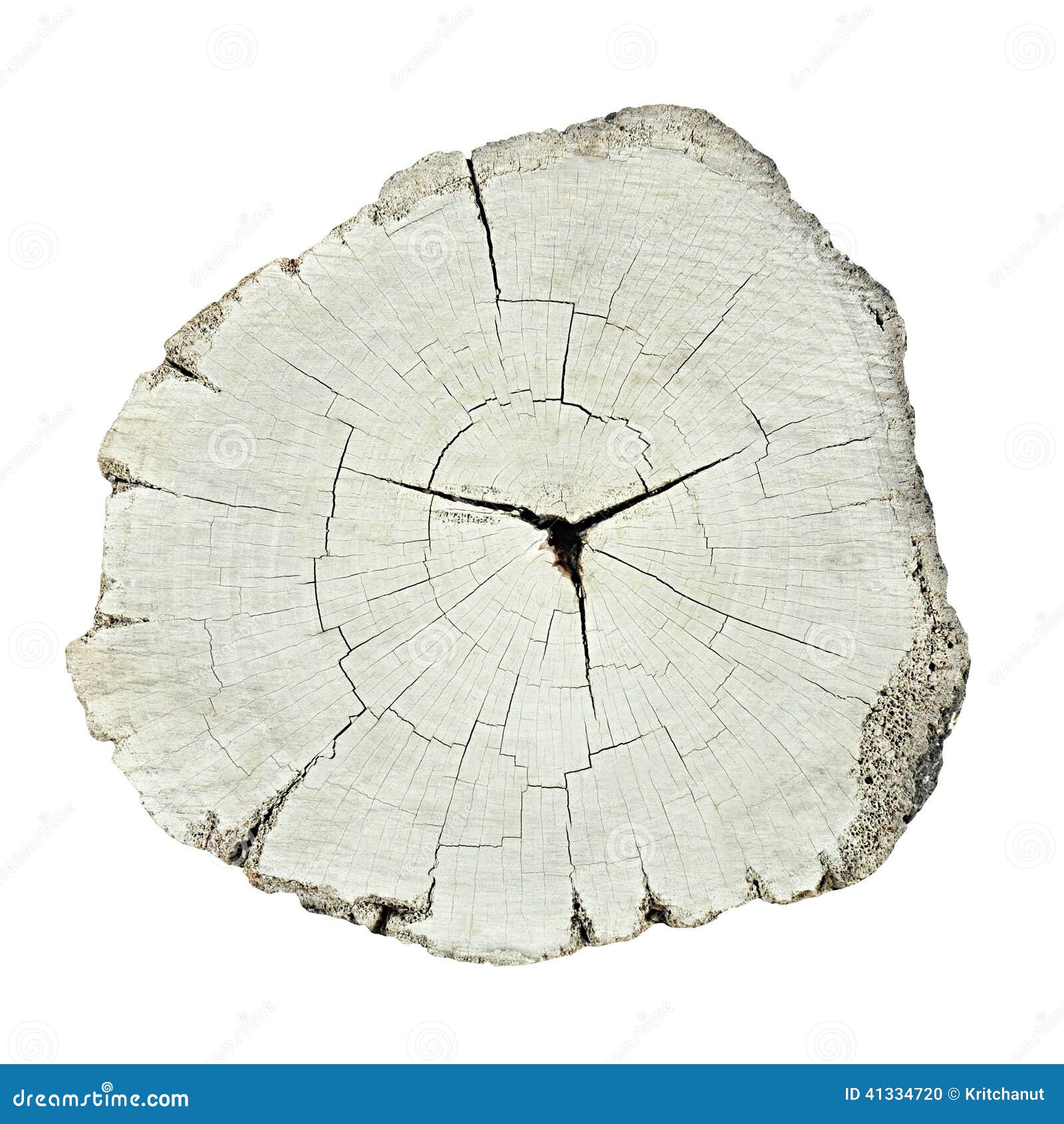 Dry Old Tree Stump - Top View Stock Photo - Image of tree, lumber: 41334720