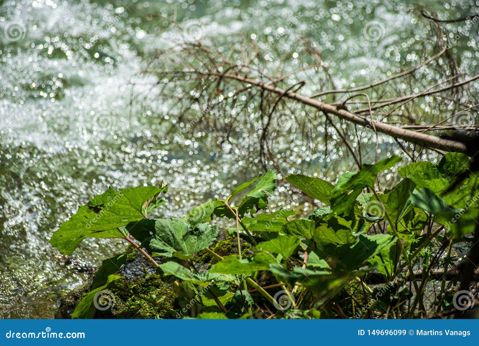 Dry Old Tree Trunk Stomp in Nature Stock Image - Image of desktop, leaf ...