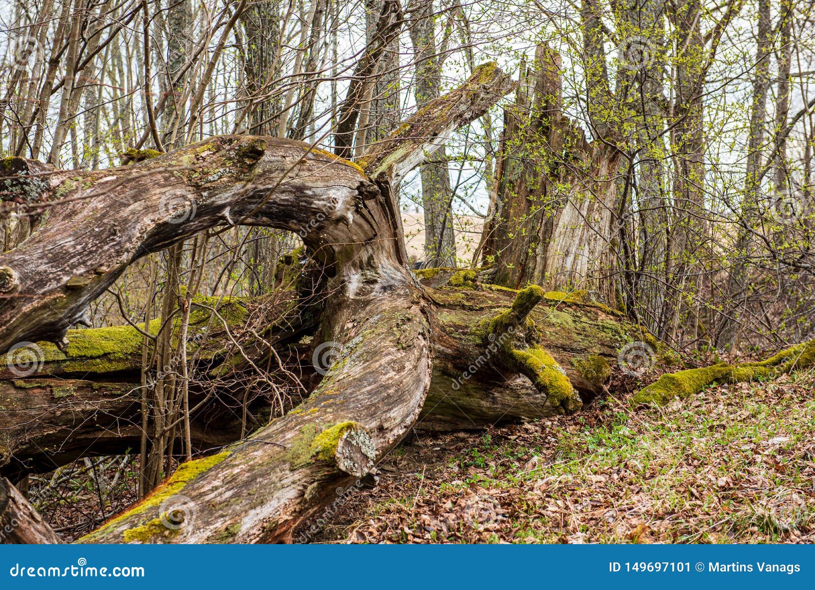 Dry Old Tree Trunk Stomp in Nature Stock Image - Image of trunk, branch ...