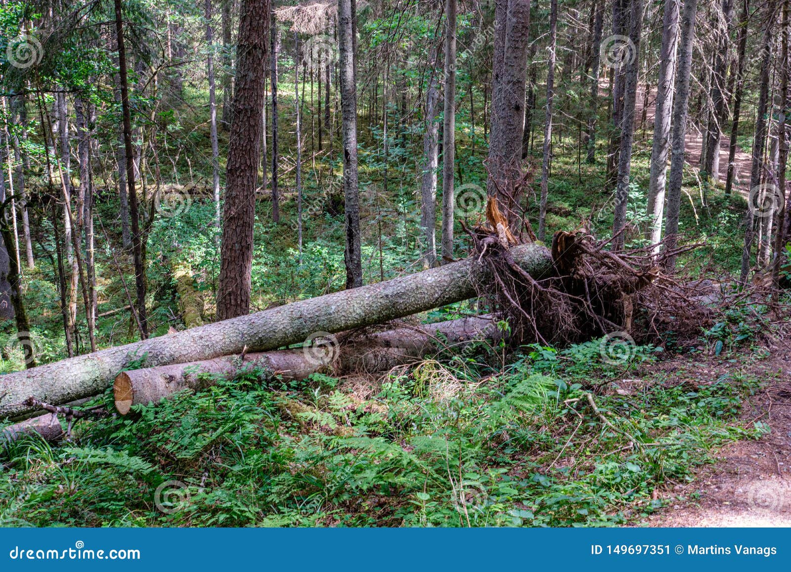 Dry Old Tree Trunk Stomp in Nature Stock Image - Image of growth ...