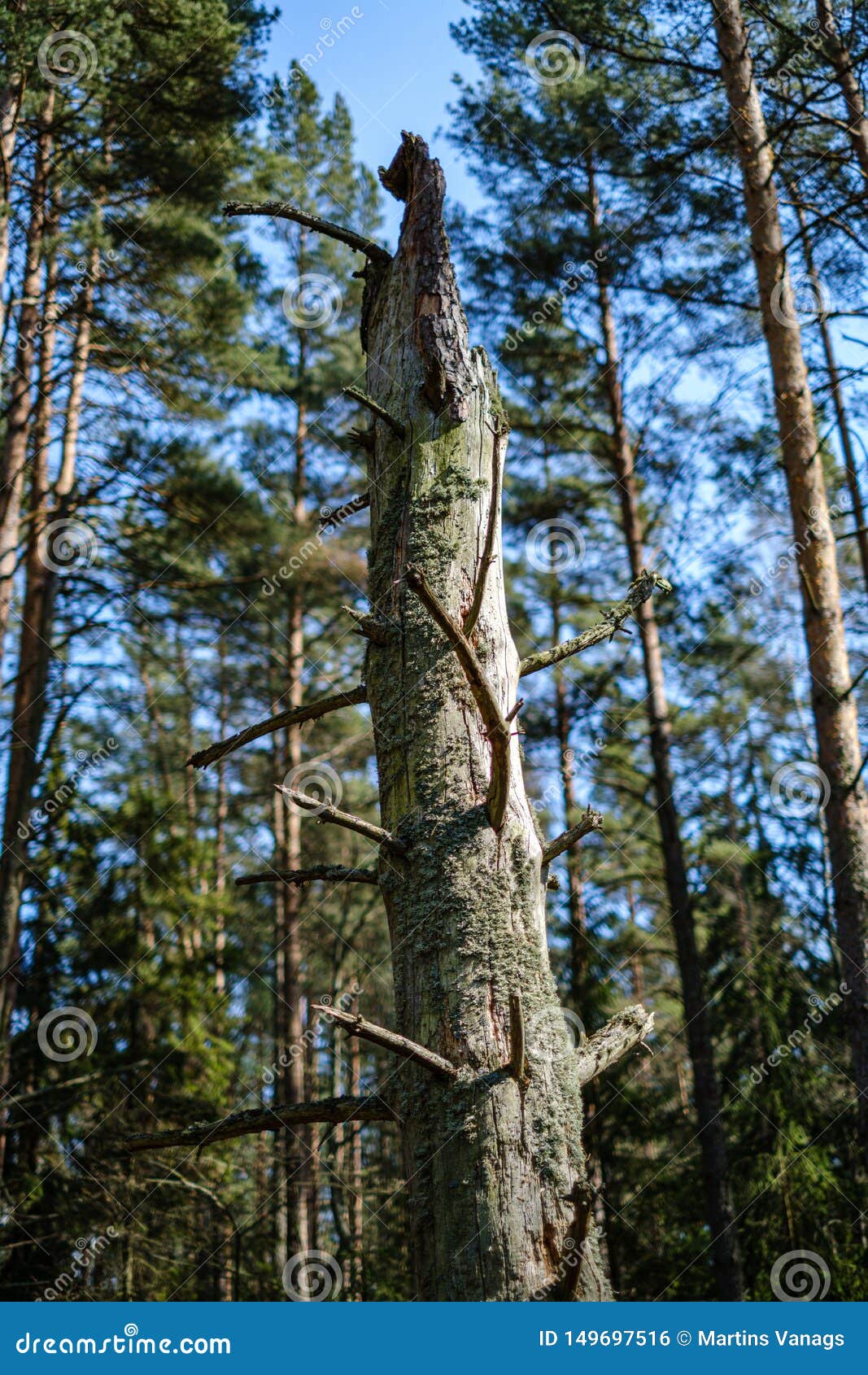 Dry Old Tree Trunk Stomp in Nature Stock Photo - Image of branch ...