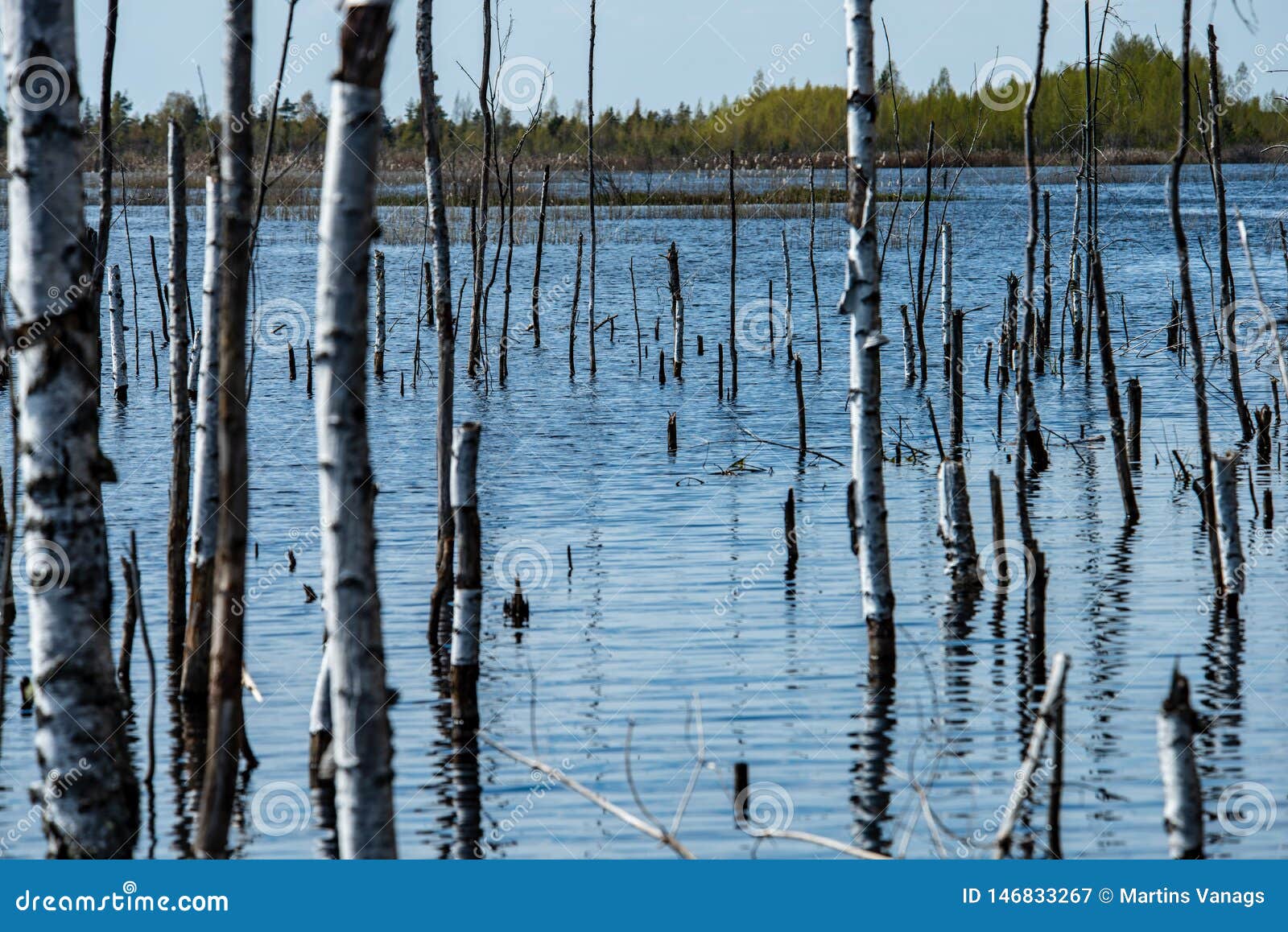 Dry Old Tree Trunks in Water in River Stock Image - Image of landscape ...