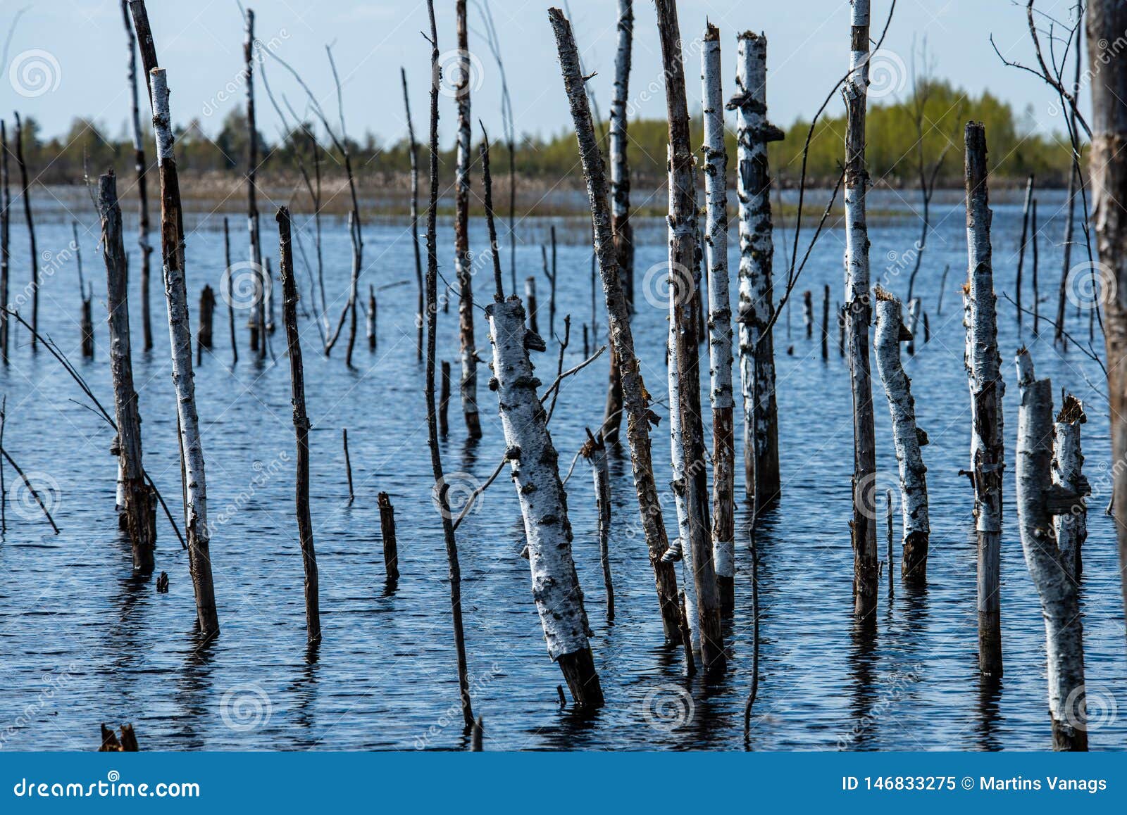 Dry Old Tree Trunks in Water in River Stock Image - Image of nature ...