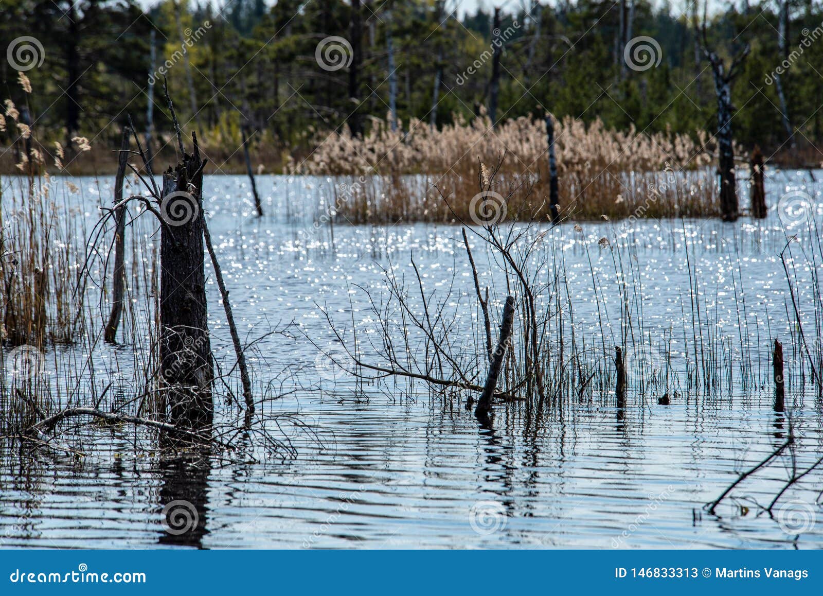 Dry Old Tree Trunks in Water in River Stock Image - Image of tree ...