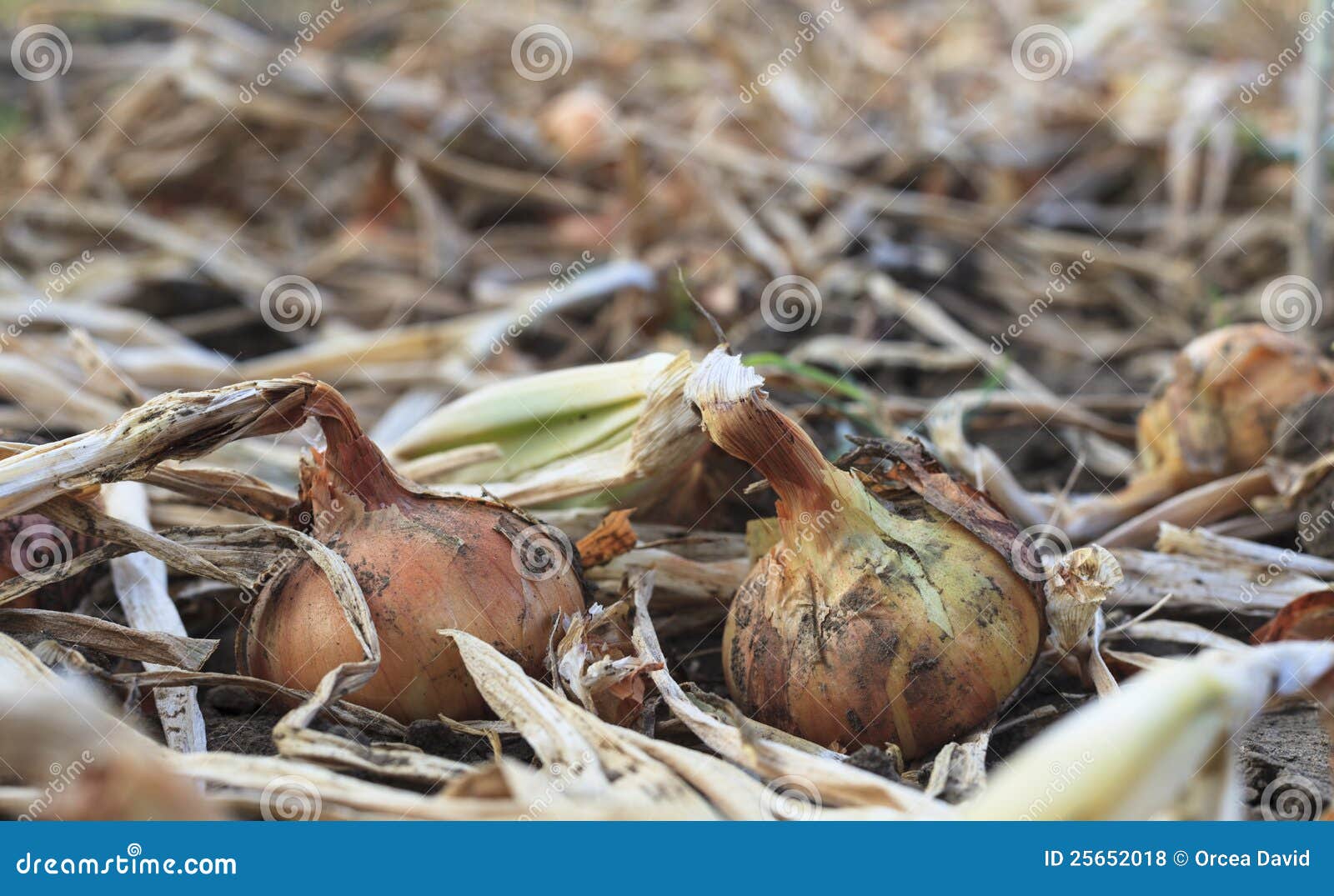 Dry Onion stock photo. Image of farming, detail, land - 25652018