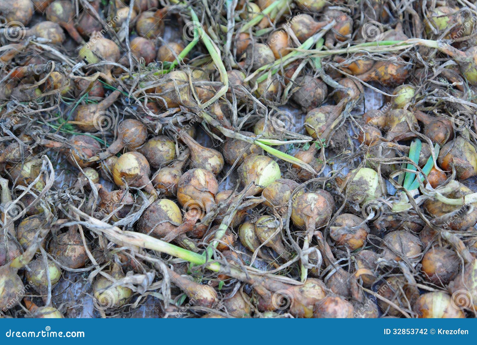 Dry onions stock photo. Image of nature, onion, farm - 32853742