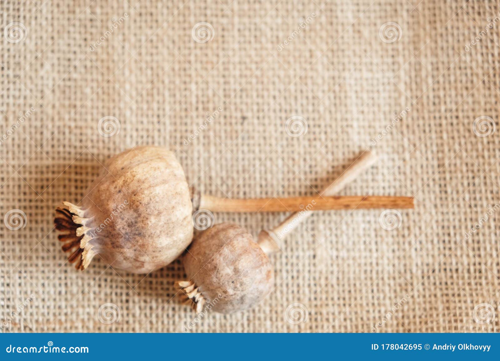 Dry Opium Poppy on Linen Fabric. Copy, Empty Space for Text Stock Image ...