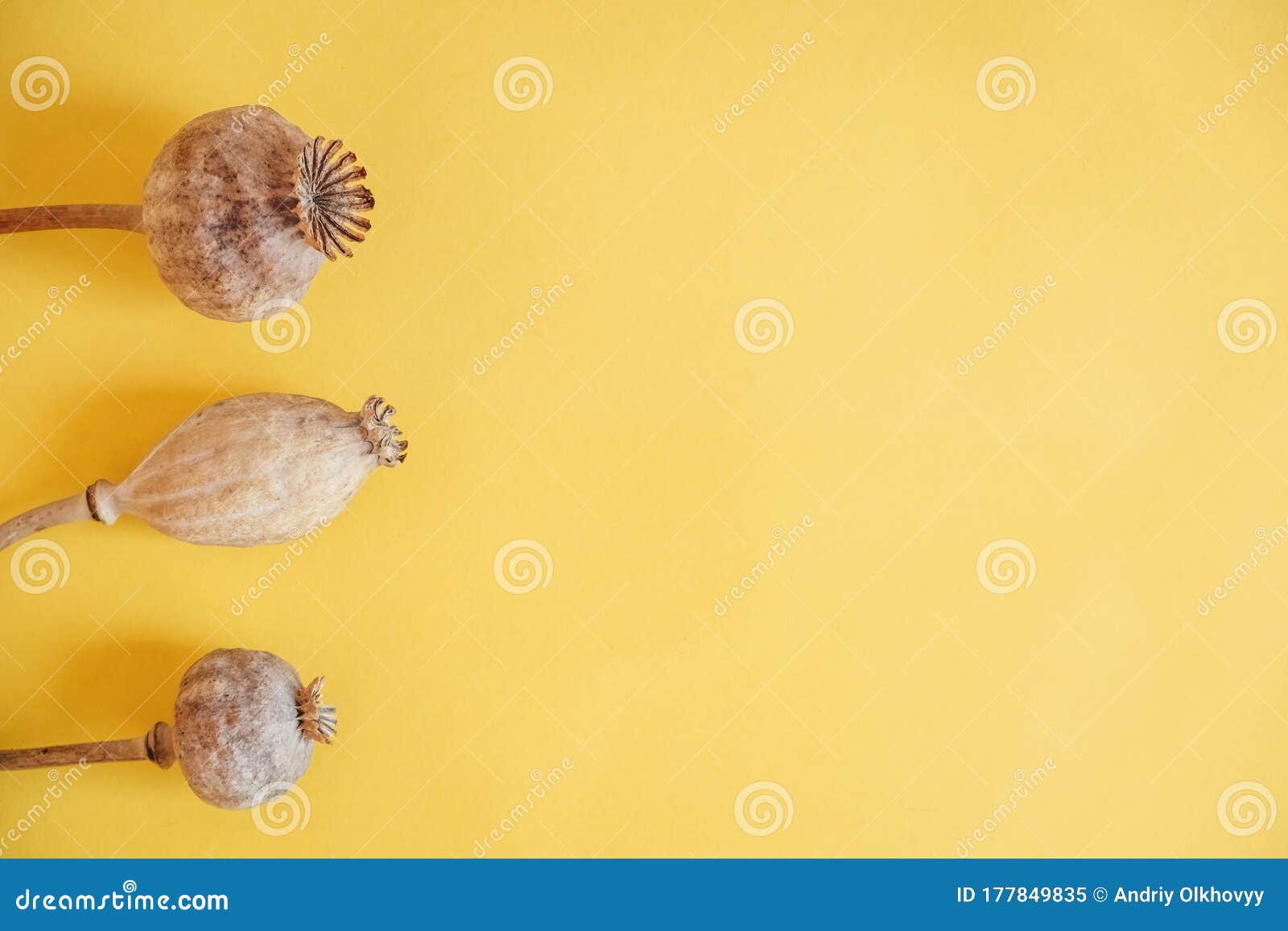 Dry Opium Poppy on a Yellow Background. Concept Benefit and Harm of ...