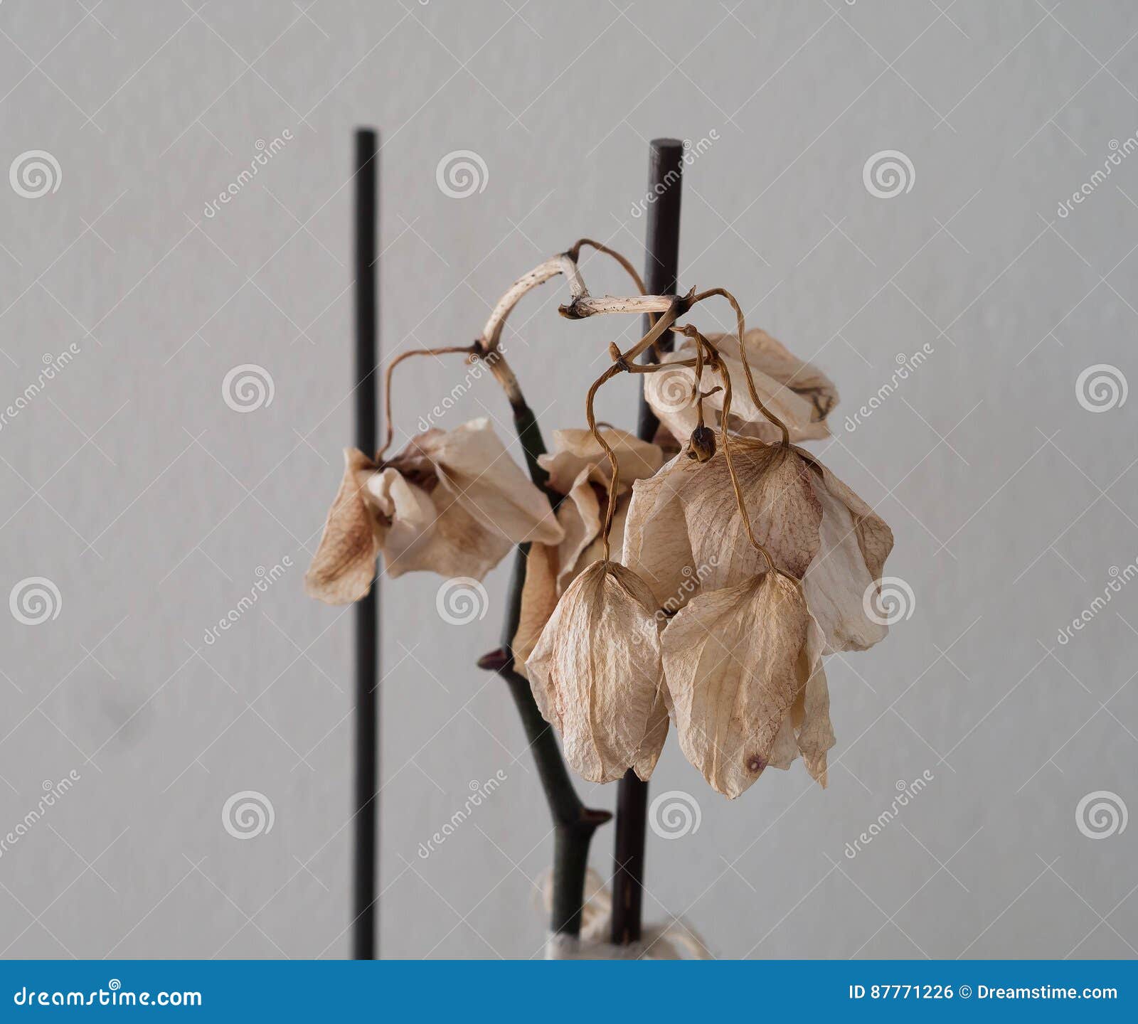 Dry orchid stock photo. Image of mature, beauty, blackground - 87771226