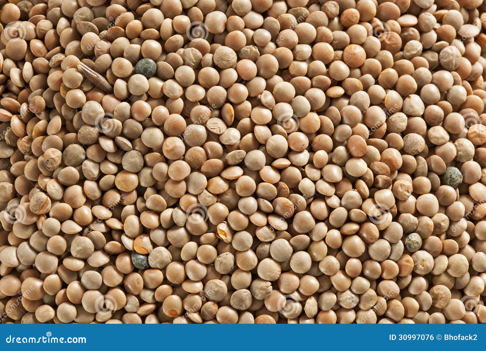 Dry Organic Brown Lentils stock photo. Image of grain - 30997076