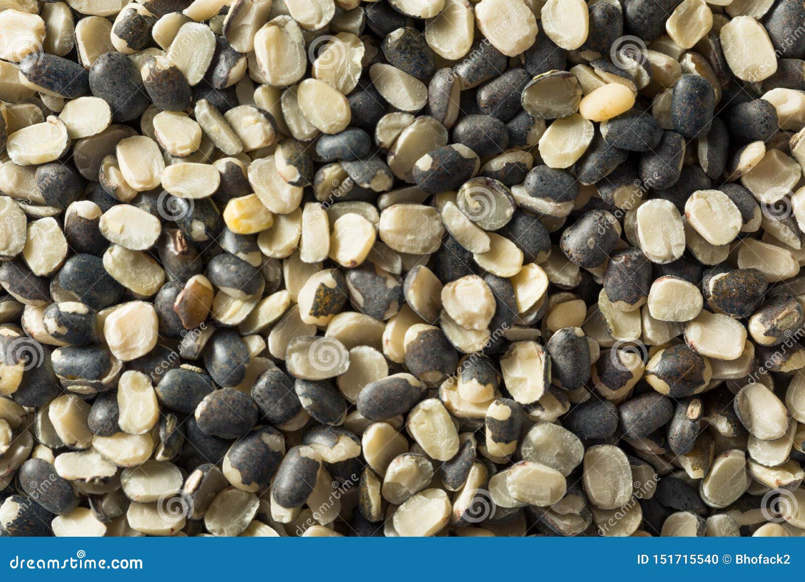 Dry Organic Murad Split Matpe Beans Stock Photo - Image of lentils ...