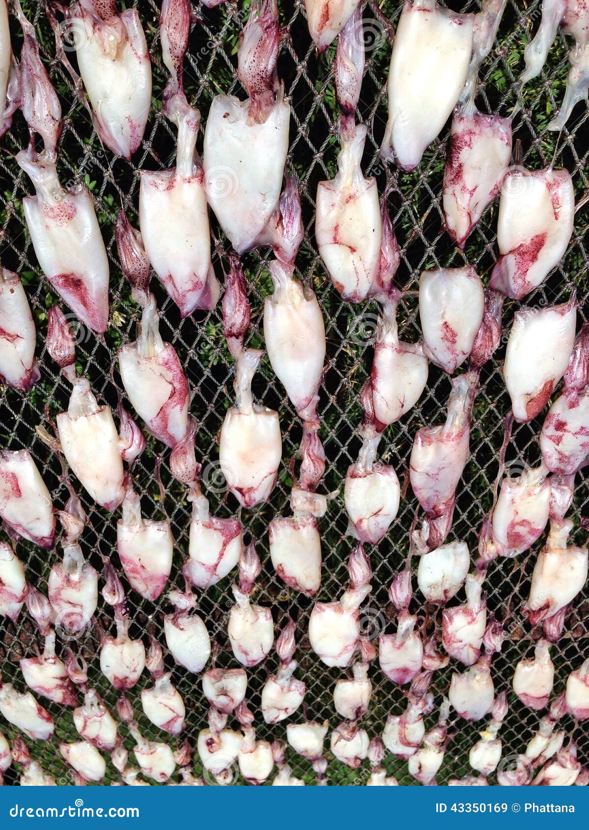 Dry out squid stock image. Image of squid, dried, food - 43350169