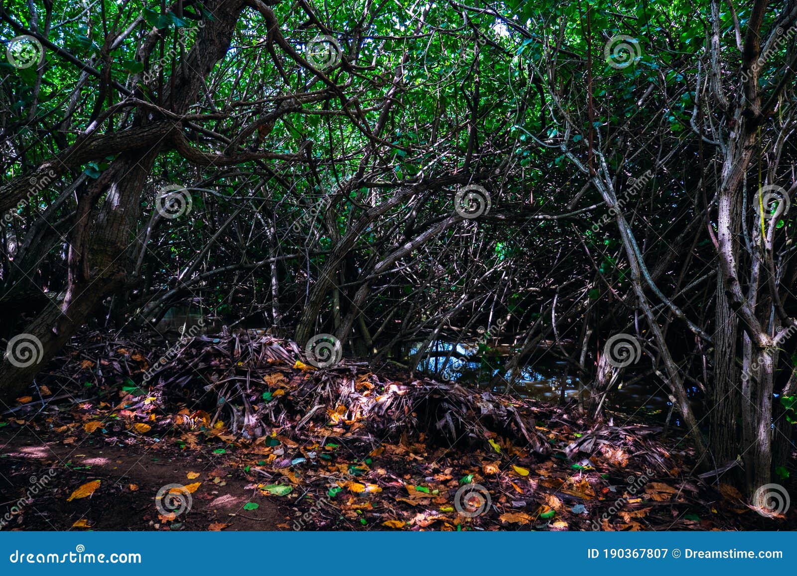 Dry Overgrowth in the Forest, Kauai Hawaii USA Stock Image - Image of ...