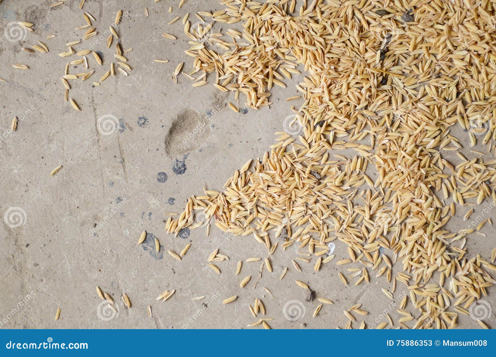 Dry paddy stock image. Image of close, paddy, texture - 75886353